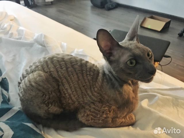 Кот ищет невесту