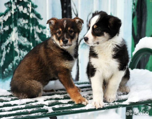 2 милых щенка в добрые руки