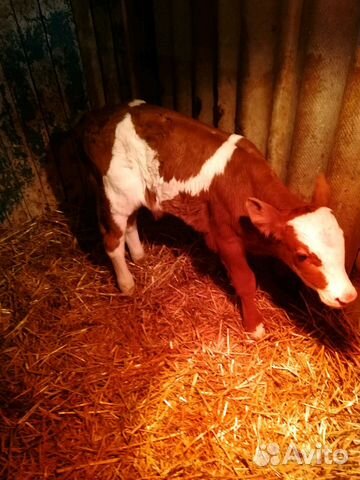 Продаю бычка