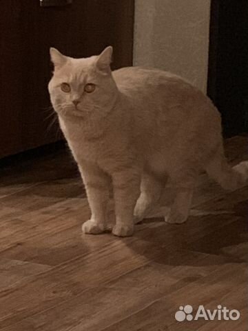 Котик приглашает на вязку
