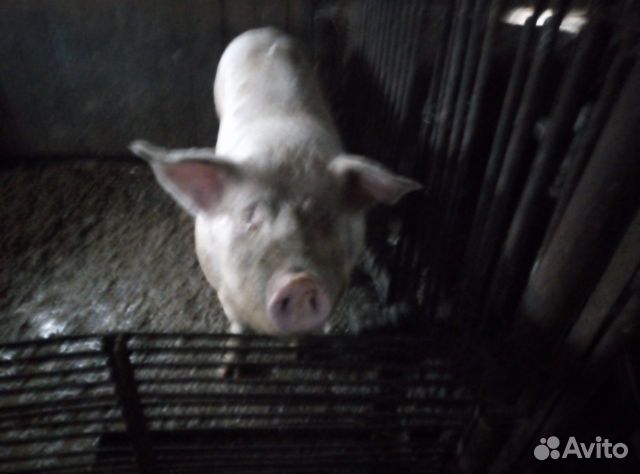 Хряк производитель