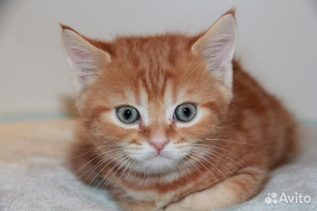 Три шотландских "рыжика"