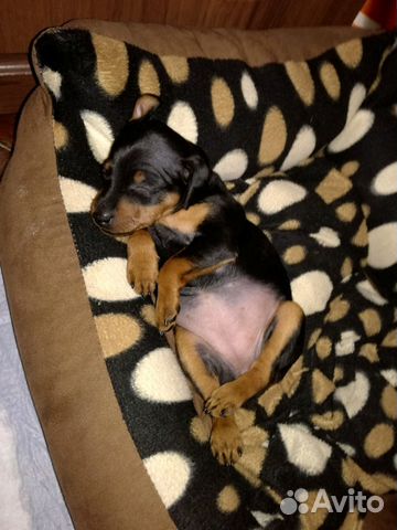 Минидоберман Цвергпинчер