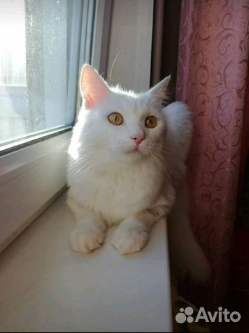 Домашний кот