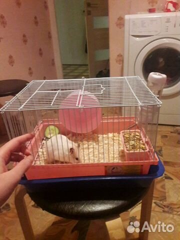 Хомячок бесплатно