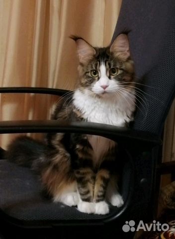 Кошечка куночка