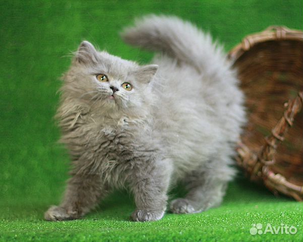 Тун-Тун-Красотун