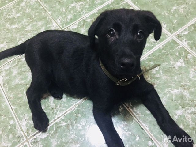 Очаровательный Щенок Маффин