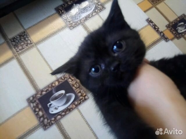 Котенок-девочка шотландка