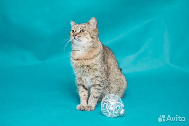 Кошечка Стелла (в дар)