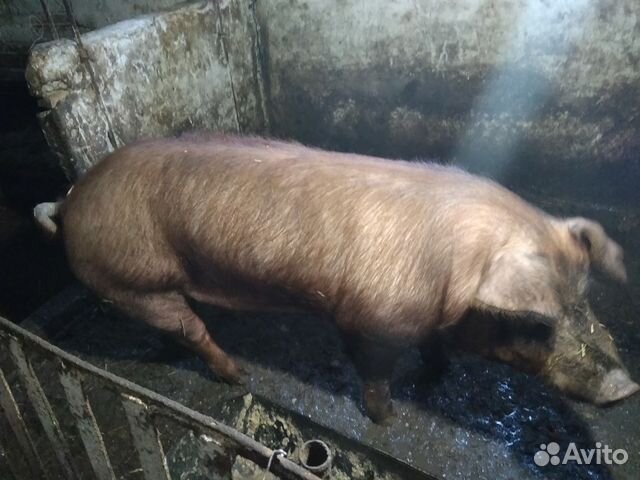 Хряк на племя