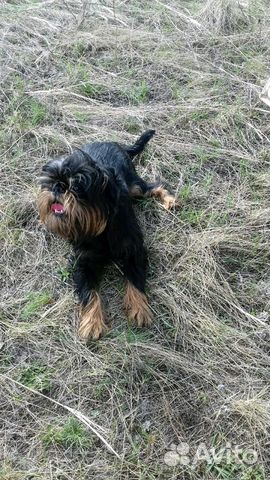 Бельгийский гриффон