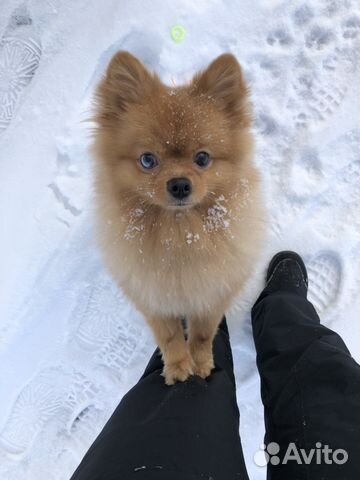 Шпиц 1 год