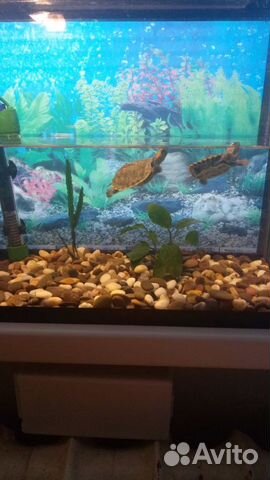 Красноухие черепахи