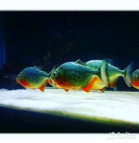 Пираньи Наттерера+аквариум