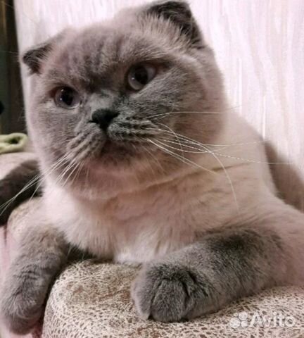Кот на вязку