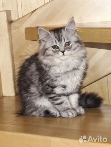 Хайленд-страйт, длинношерстная нежнейшая шотландка