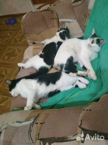 Потерялась любимица семьи