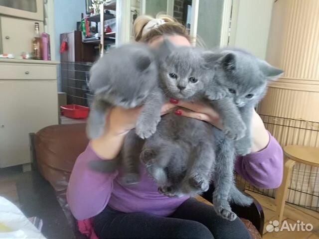 Очаровательные британские котятки