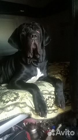 Неаполитанский мастиф