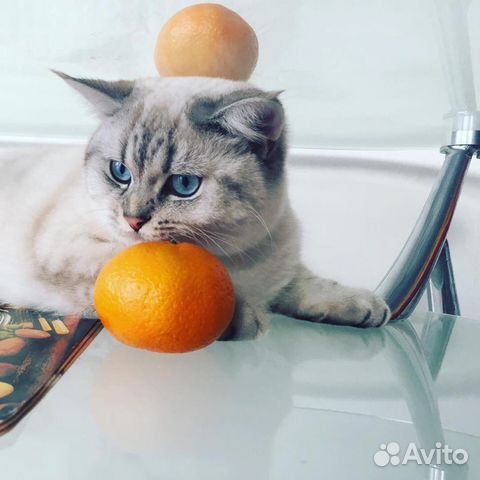 Милый кот в любимцы