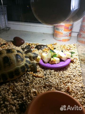 Сухопутная черепашка