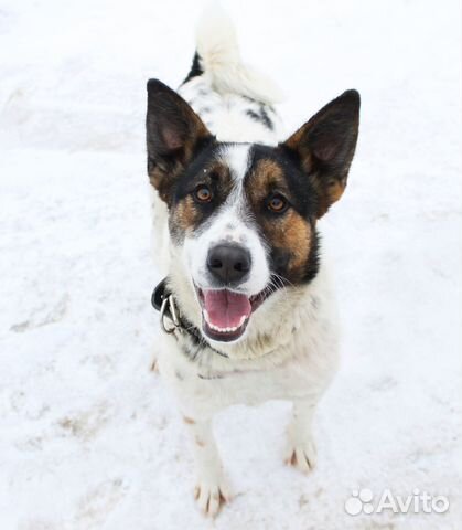 Собака которая сделает вас счастливым