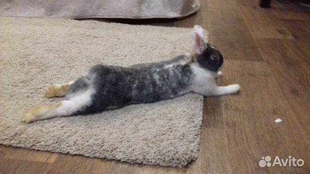 Продам кролика декоративного