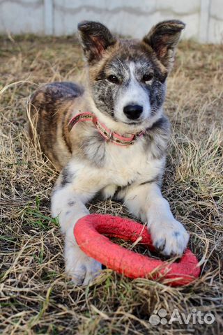 Метис акиты щенок