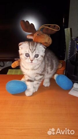Шотландская кошечка
