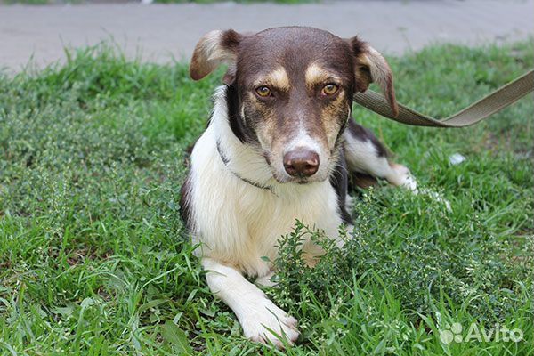 Шоколадка в дар
