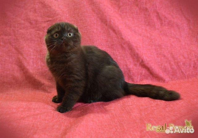 Котята редких окрасов для Вас