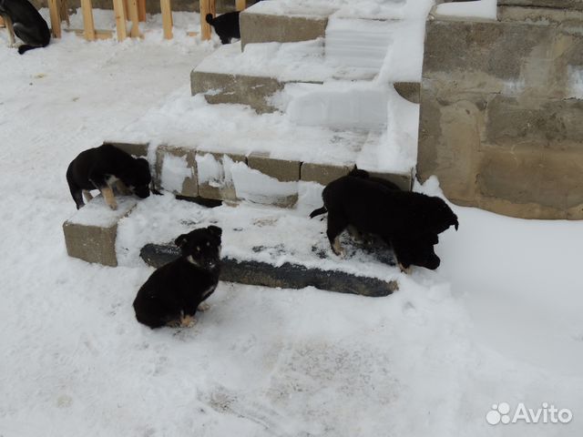 Щенки от всл