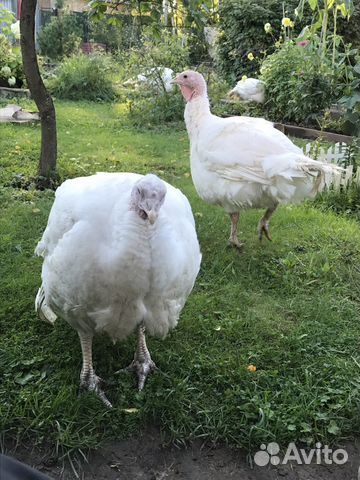 Индюк Хайбрид Конвектор (биг-6)