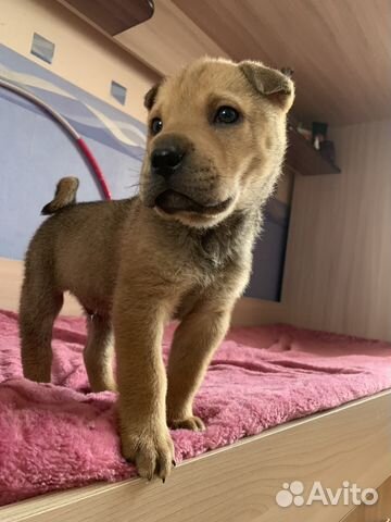 Американский шарпей