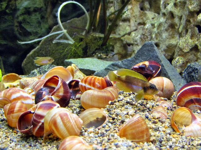 Ракушковые лампрологусы