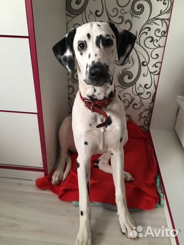 Далматин 6 мес девочка