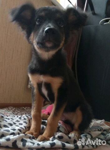 Чарли ищет дом