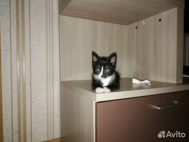 Котик малюсик