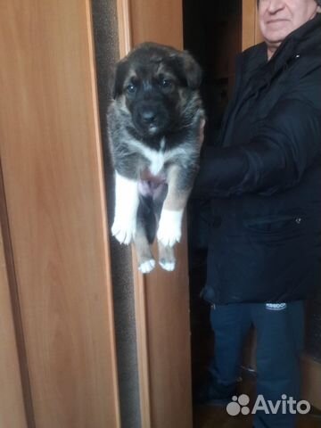 Может кому нибудь нужен надежный и верный друг