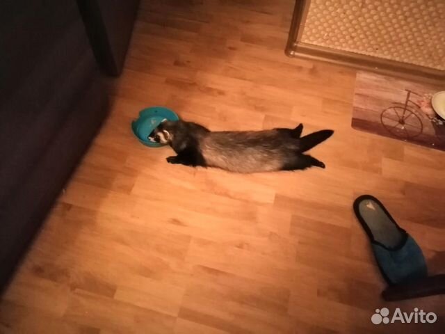 Вязка хорька