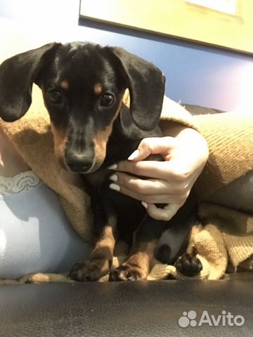 Такса кролик 3 месяца