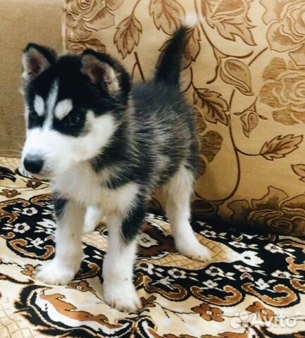 Продается голубоглазый щенок сибирской хаски