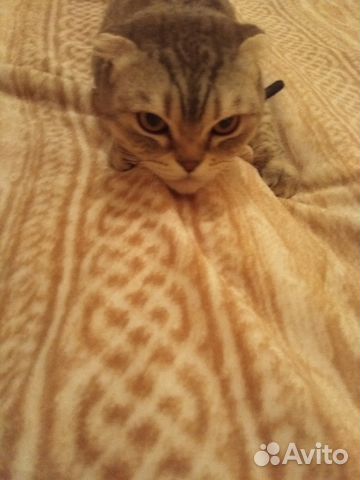 Вязка вислоухая шотландская