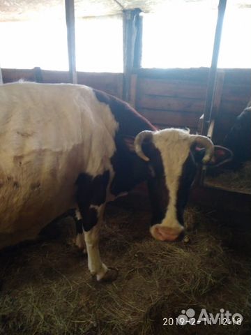 Корова дойная