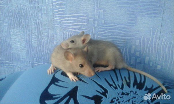 Голубые крысята. Доставка