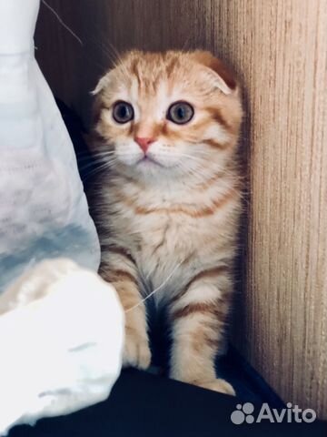 Ласковый рыжий котик скоттиш фолд