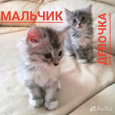 Котята курильского бобтейла