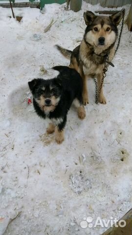 Кутята, щенки