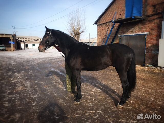Орловский жеребец